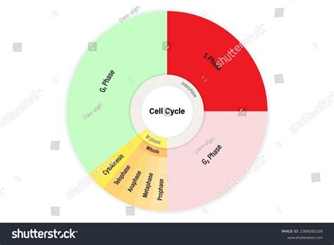 Cell Cycle Division Cycle Eukaryotic Cell Stock Vector Royalty Free