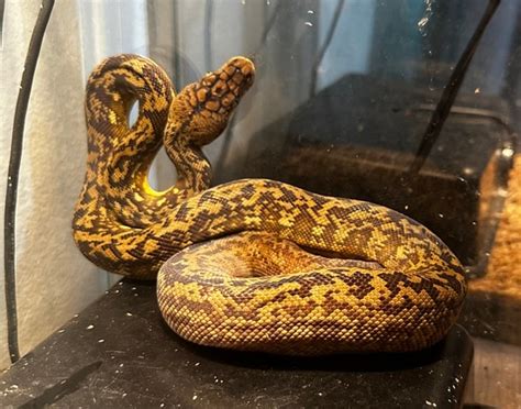 Timor Python By Herptiles