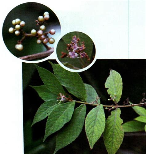 广东紫珠 植物图谱 中华药典国医小镇