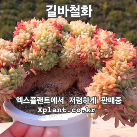 길바철화 다육이 다육식물 다육 Succulent 多肉植物 다육싸게파는곳 엑스플랜트 수담의다육 곰도리다육