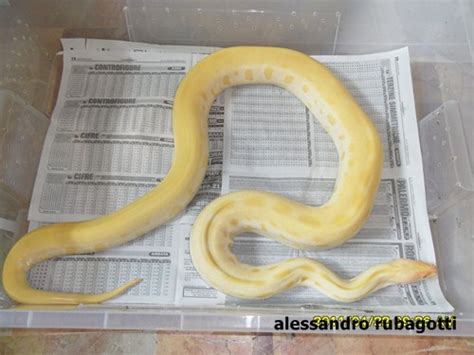 Python Molurus Collection Mbrreptiles It