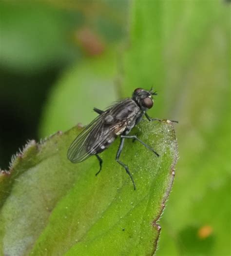 Lispe Tentaculata Naturespot