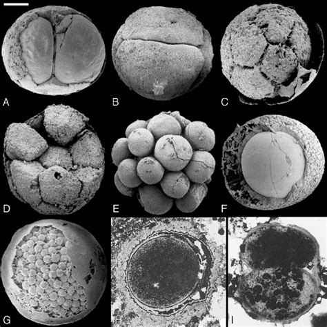 Phosphatized Embryos From Ediacaran Late Neoproterozoic Of Wengan