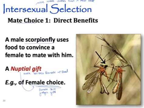 Sexual Selection Mate Choice Flashcards Quizlet