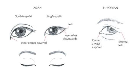 Asian American Eyes Eye Drawing Realistic Eye Drawing Human Anatomy