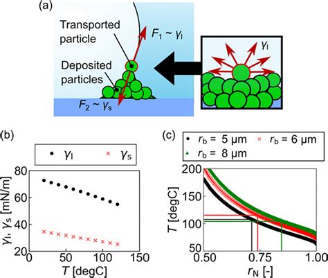 A Schematic Of The Forces Acting On The Particle On The Edge Of The Download Scientific