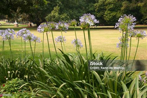 보라색 꽃 아가판투스 또는 백일의 백합의 정원 침대 배경잔디와 아가판투스 백합에 대한 스톡 사진 및 기타 이미지 아가판투스