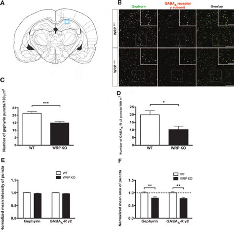 Wrp Promotes Postsynaptic Clustering Of Gephyrin And Gaba A Receptors