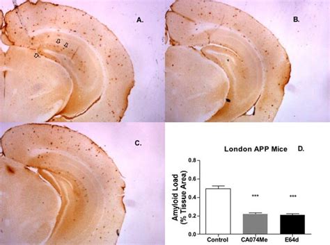Ca074me Or E64d Reduce Brain Amyloid Plaque Load In London App Mice
