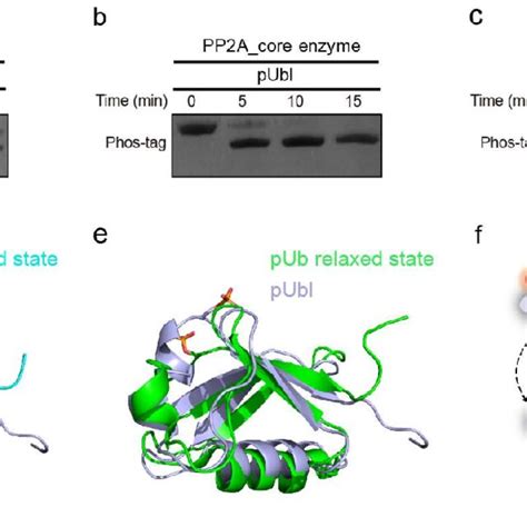 Substrate Preference Of Pp2a A B Phos Tag Gel Analysis Indicates That Download Scientific