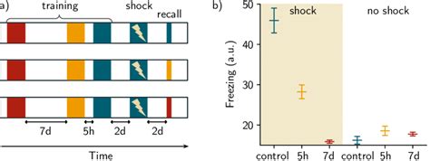 Memory Linking In A Fear Conditioning Simulation A Simulation Download Scientific Diagram