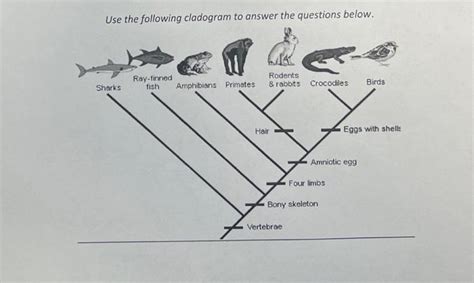 Solved What Is A Cladogram It Is A Diagram That Depicts