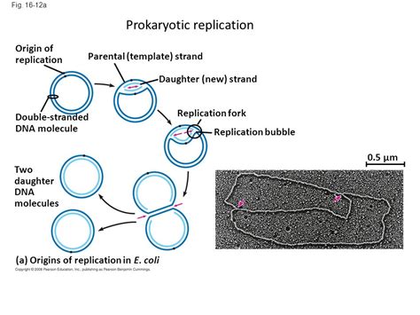 B Separation Of Strands Ppt Download