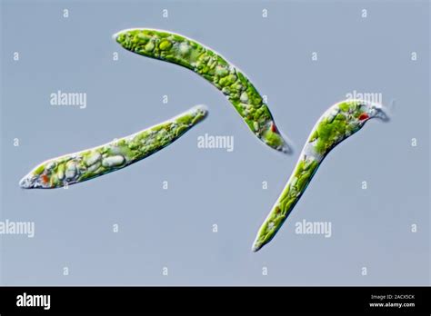 Light Micrograph Of Euglena Deses A Freshwater Protist Culture