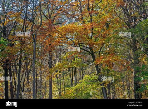 European Beeches Common Beech Trees Fagus Sylvatica With Foliage In
