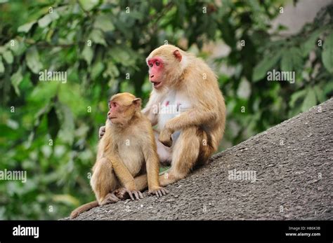 Assam Macaque Macaca Assamensis Mother With Juvenile Assam India