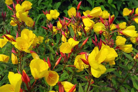 Oenothera Fruticosa Fireworks Sundrops Diggin It Nursery