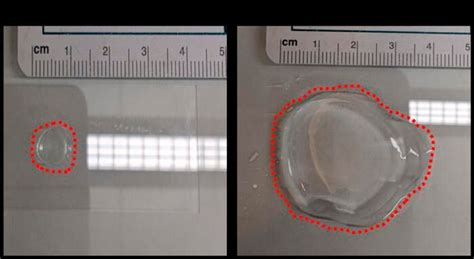 New Microscopy Technique Magnifies Plant Cells Like Never Before