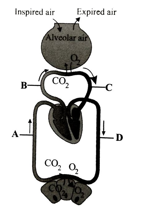 Exchange Of Gases At The Alveolus And The Body Tissues With Blood And