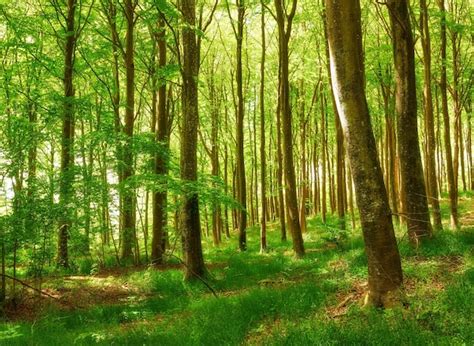 Premium Photo Beautiful Large And Green Trees In A Forest Landscape