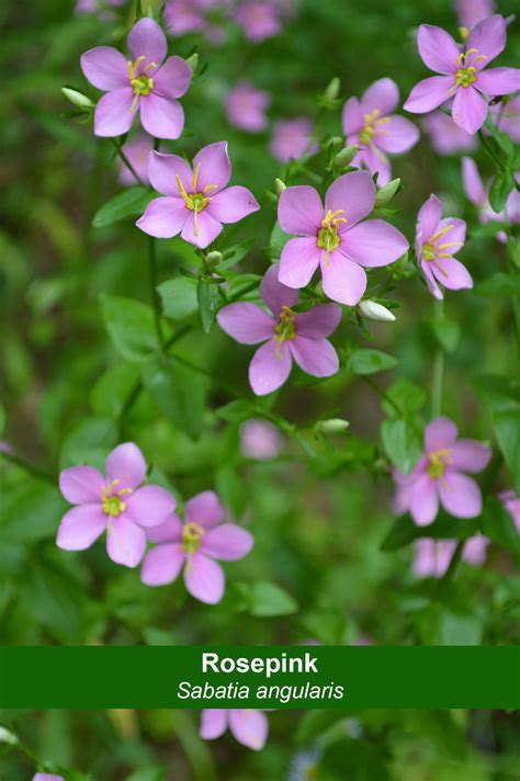 Rosepink Sabatia Angularis
