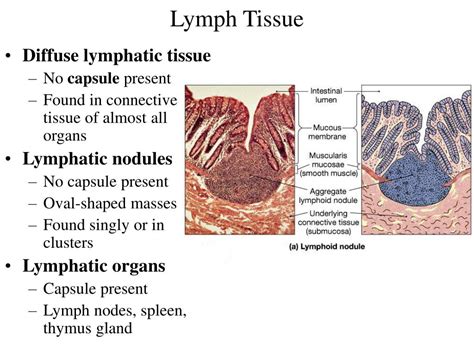 Ppt Lymphatic System Powerpoint Presentation Free Download Id 300898