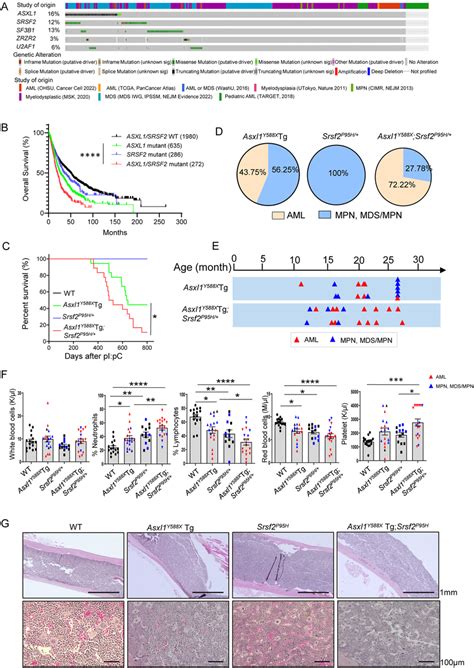 Srsf2p95h Mutation Exacerbates Asxl1y588xtg Induced Leukemogenesis A