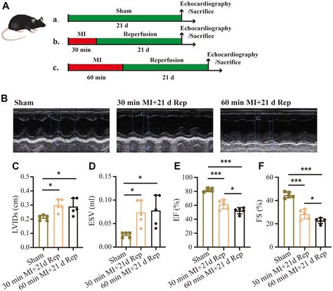 Evaluation Of Time Dependent Phenotypes Of Myocardial Ischemia