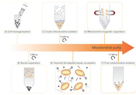 Two Step Tag Free Isolation Of Mitochondria For Improved Protein Discovery And Quantification