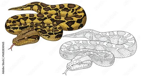 Reticulated Python Coloring Sheet With Two Styles Outline Color
