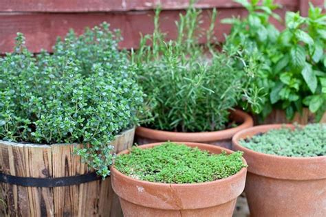 How To Start Your Own Herb Garden Gardeners Path