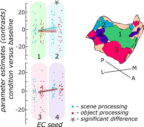 Transversal Functional Connectivity And Scene Specific Processing In