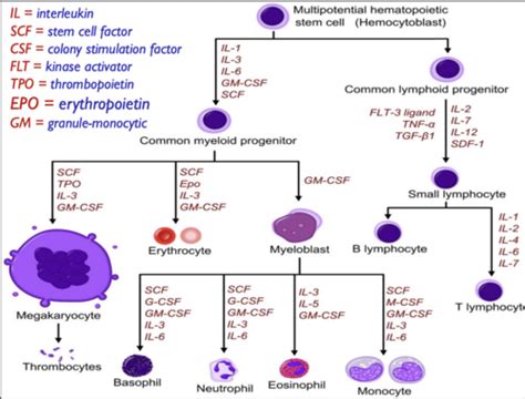 Wbc Morphology Flashcards Quizlet Wbc Morphology Flashcards Quizlet