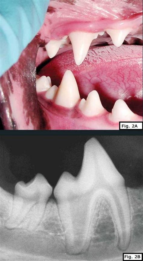 The Other Ed Ectodermal Dysplasia Veterinary Practice News Canada