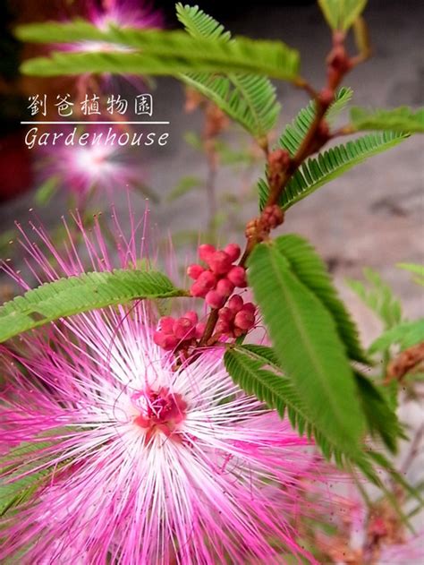 香水合歡 劉爸植物園 GardenHouse udn部落格