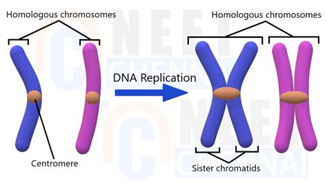Difference Between Homologous And Non Homologous Chromosomes Neet Chennai