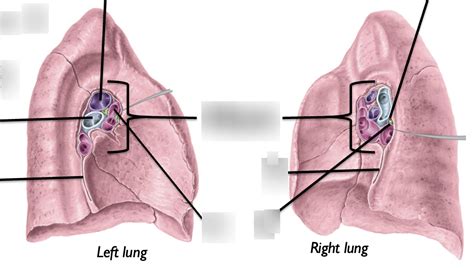 Exam 3 Contents Of The Hilum Diagram Diagram Quizlet