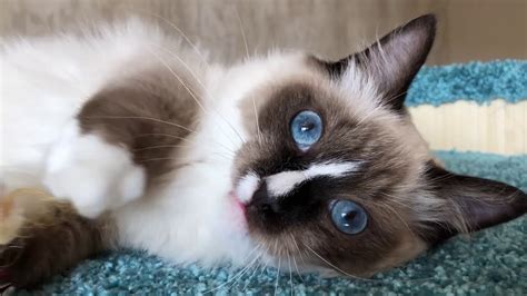 Рэгдолл особенности породы