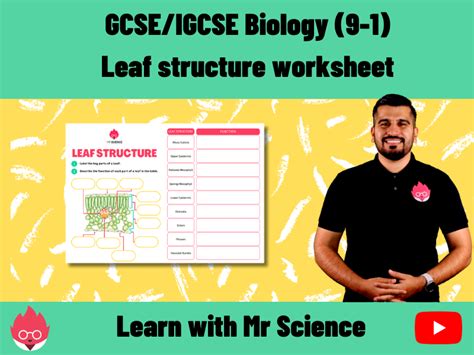 Igcsegcse Biology Leaf Structure Worksheet Teaching Resources