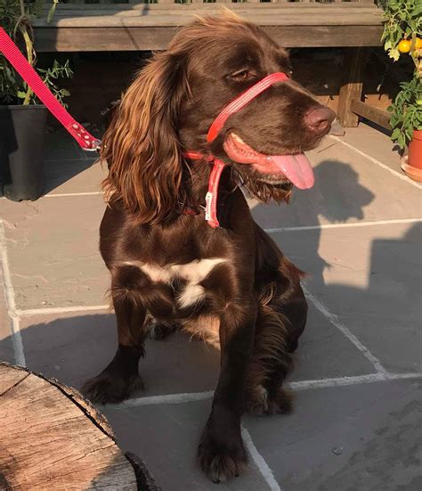How Can I Stop My Cocker Spaniel Pulling On The Lead