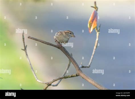 Female Tree Sparrow Hi Res Stock Photography And Images Alamy