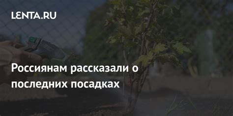 Россиянам рассказали о последних посадках Окружающее пространство Забота о себе