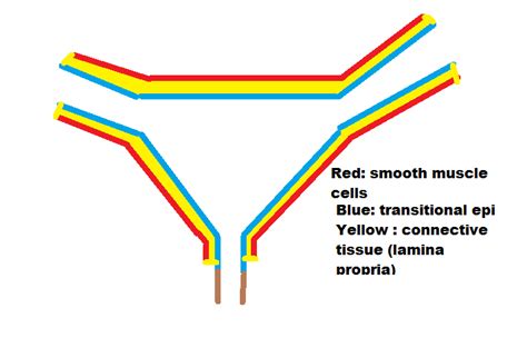 Easyhumanatomy Trigone Of Urinary Bladder