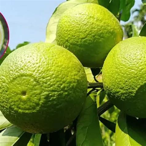 Green Sweet Malta Orange Grafted Sapling For Outdoor At ₹ 100 Piece In Bhubaneswar