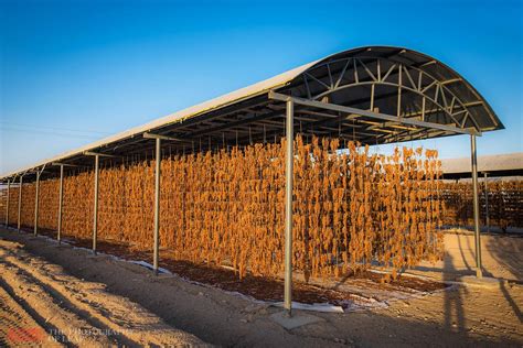 新疆阿克苏荒漠中加工葡萄干，原来过程这么简单，涨见识了 凤凰网