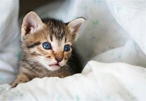 Facts About Kitten Rescued Facts Net