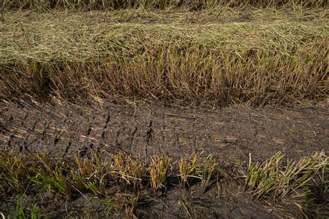 Photo Libre De Droit De Chaume De Riz Coupé Avec Une Récolteuse De Riz