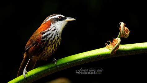 Branches Birds Small Scimitar Babbler Wallpaper Preview