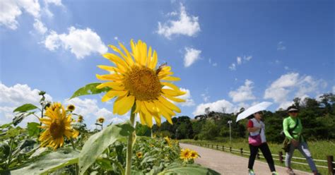 포토 맑은 가을 하늘과 해바라기