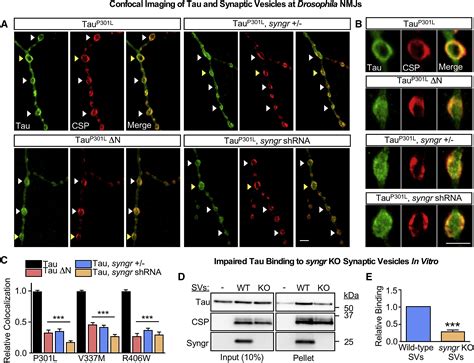 Synaptogyrin 3 Mediates Presynaptic Dysfunction Induced By Tau Neuron